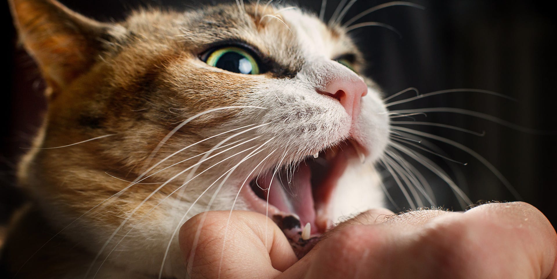 Le danger des morsures d’animaux | Magazine Sanitas
